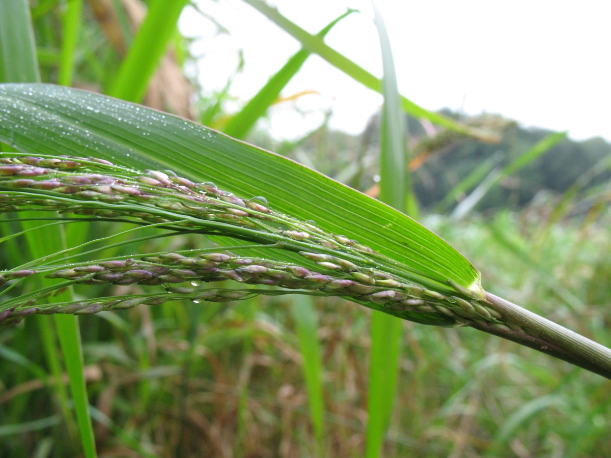 Panicum Dichotomiflorum